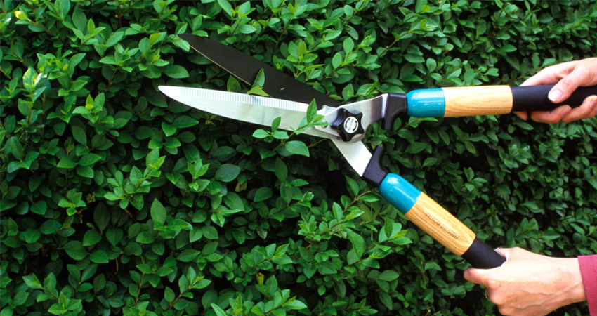 Pruning Tips - Environmental Landscaping & Design Inc.